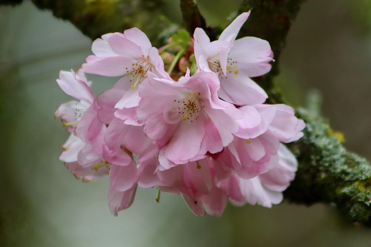 Cherry Blossom Tree Pruning for Iconic Beauty