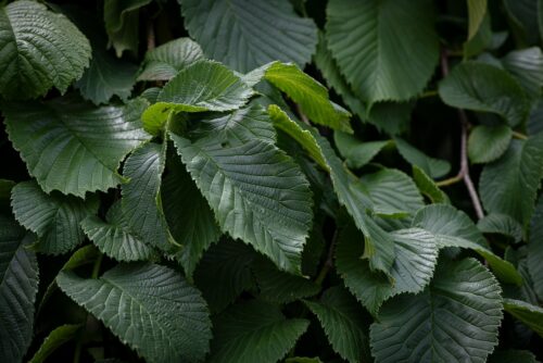 Elm Tree Pruning Best Practices for Disease Control