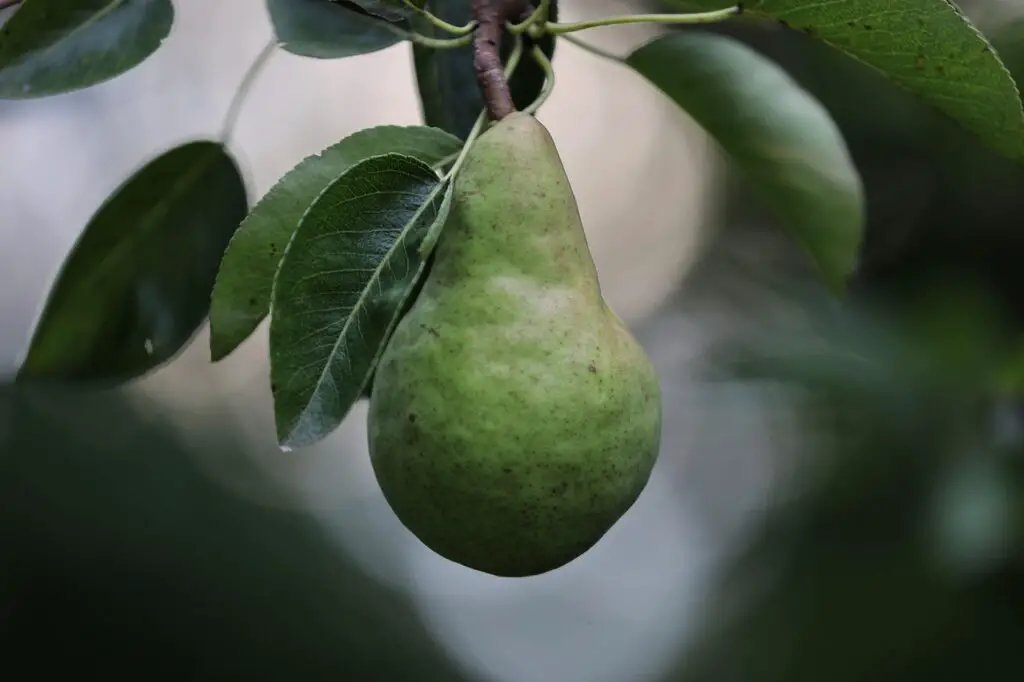 10 Essential Pear Tree Pruning Tips for Beginners: Maximize Growth ...