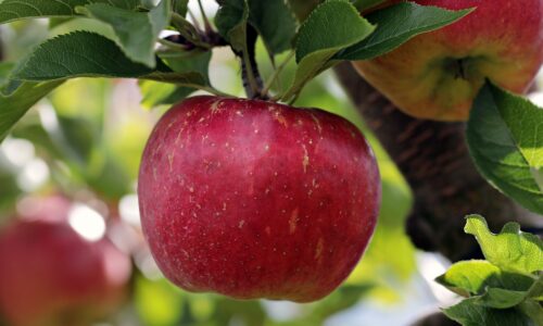 Top 10 Expert Tips for Pruning Tall Fruit Trees for Health and Productivity
