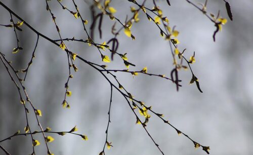 10 Pro Tips for Perfectly Pruning Your Birch Trees