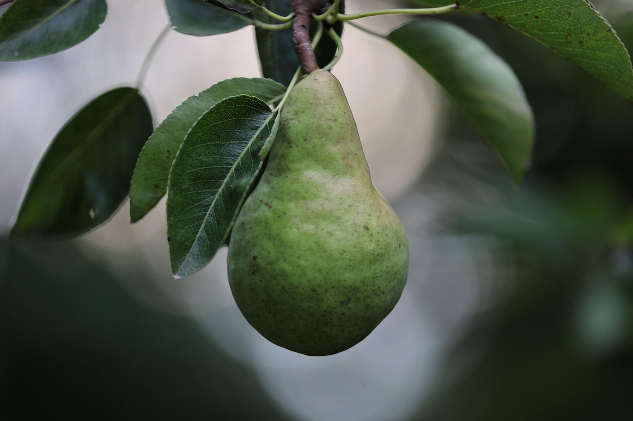 Pear Tree Pruning Methods for Vigorous Growth