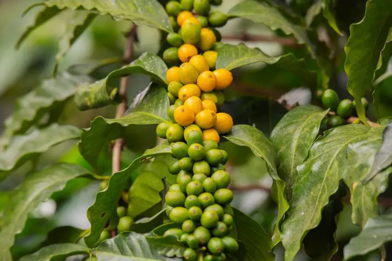 Essential Pruning Techniques for Coffee Trees