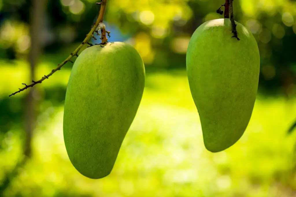 Potatura degli alberi di mango per frutteti tropicali