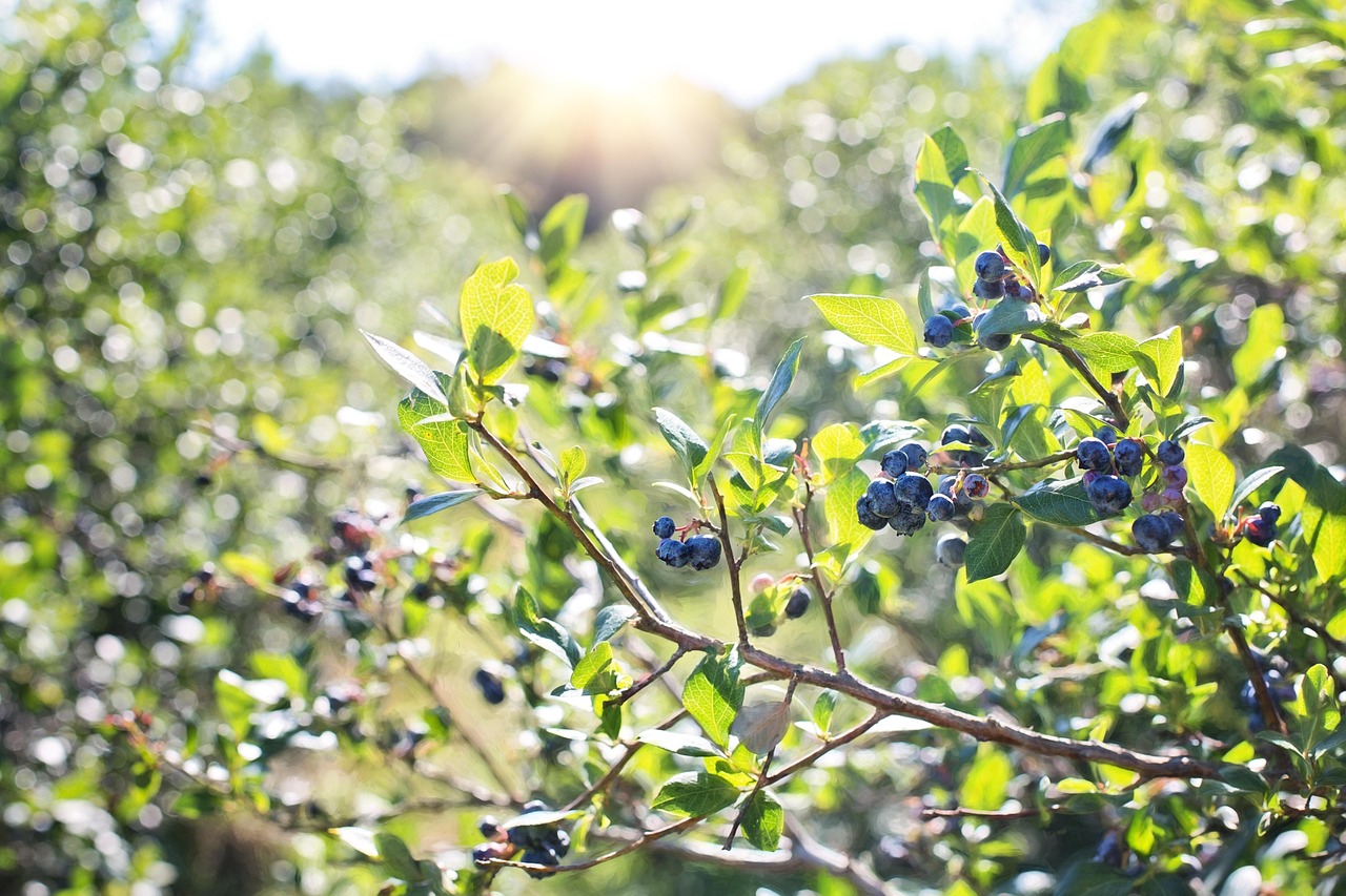 Top 10 Tips for Pruning Blueberry Bushes for a Bountiful Spring Harvest