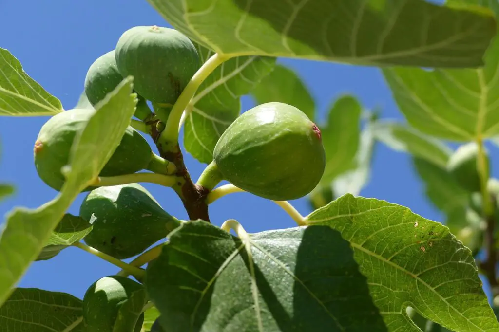 Top 10 Fig Tree Pruning Tips for Thriving Tropical Greenhouses