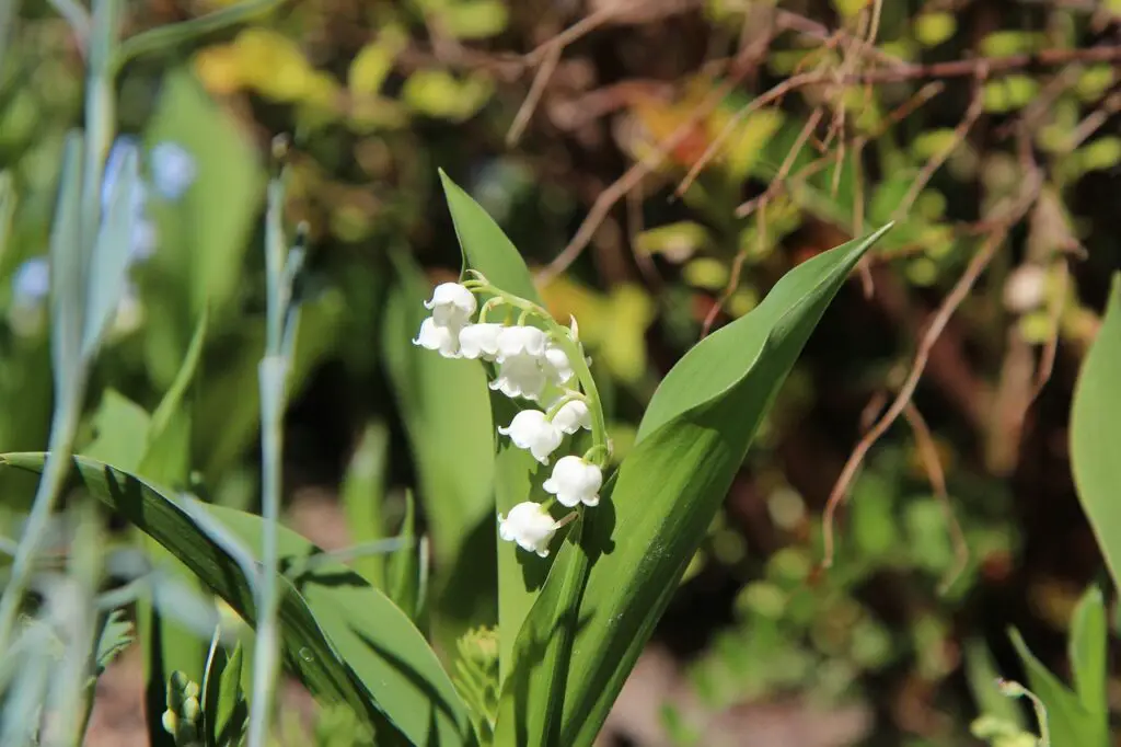 Is Lily of the Valley Invasive? What Every Gardener Should Know