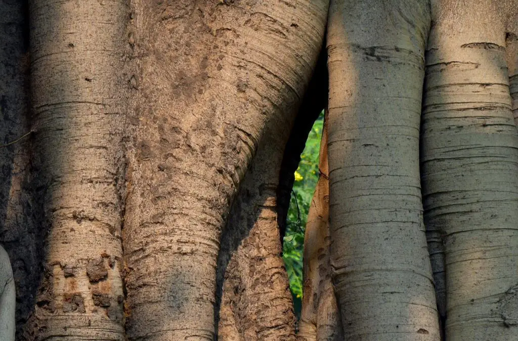 Banyan Tree Growing Guide: Tips for Healthy Growth