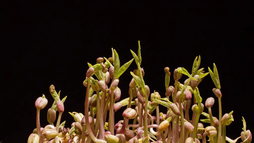 Un ghid complet pentru cultivarea fasolei mung acasă