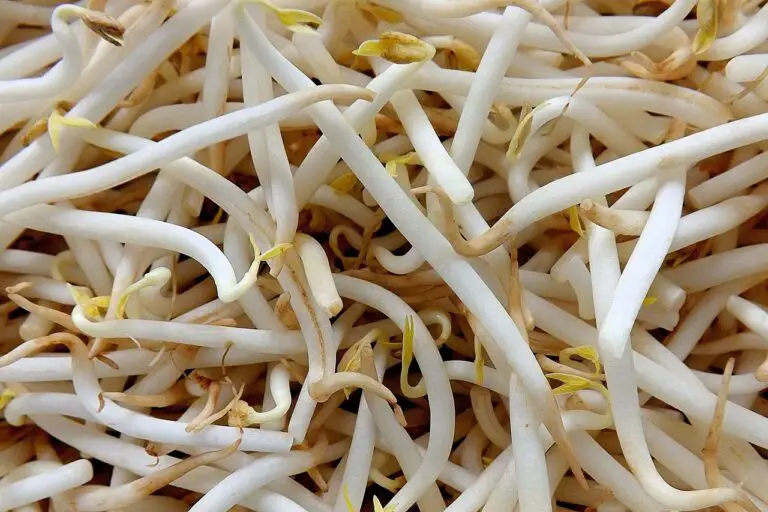 A Complete Guide to Growing Mung Beans at Home