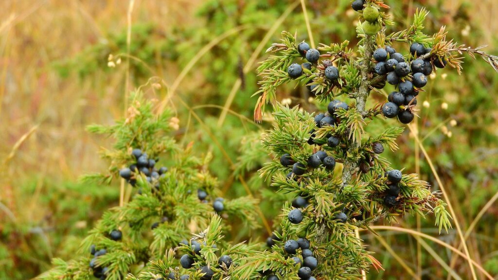 Are Juniper Berries Edible? What You Need to Know