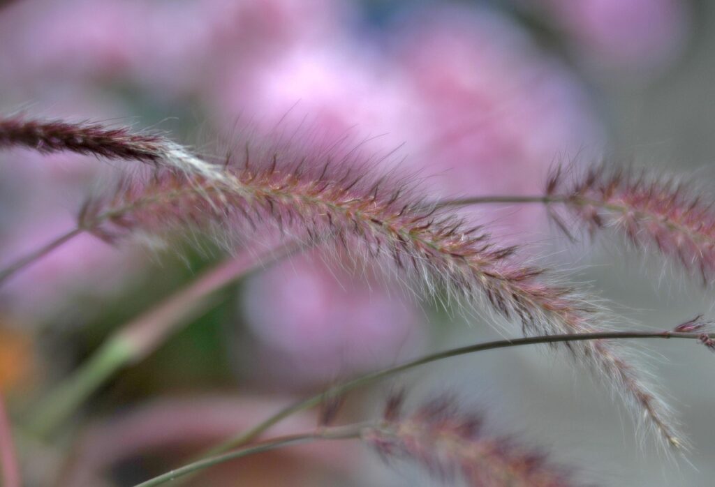 Invasive Ornamental Grasses: Identification and Control