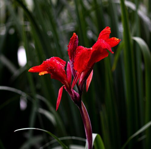 Péče o Canna Lily: Jak pěstovat úžasné květiny