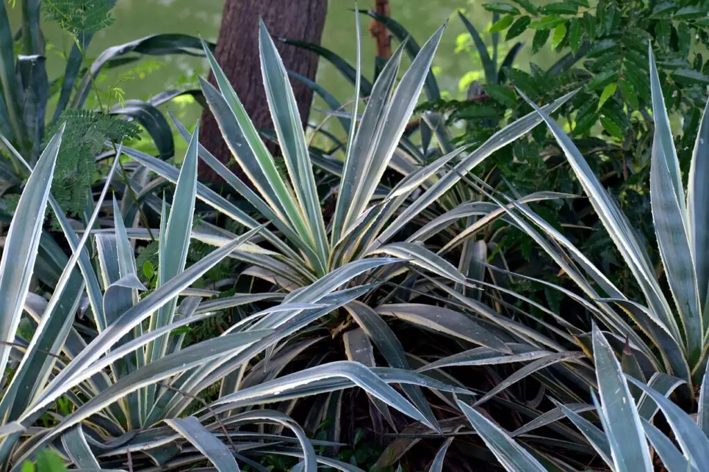 Yucca Plant as Food: Safe Preparation and Uses