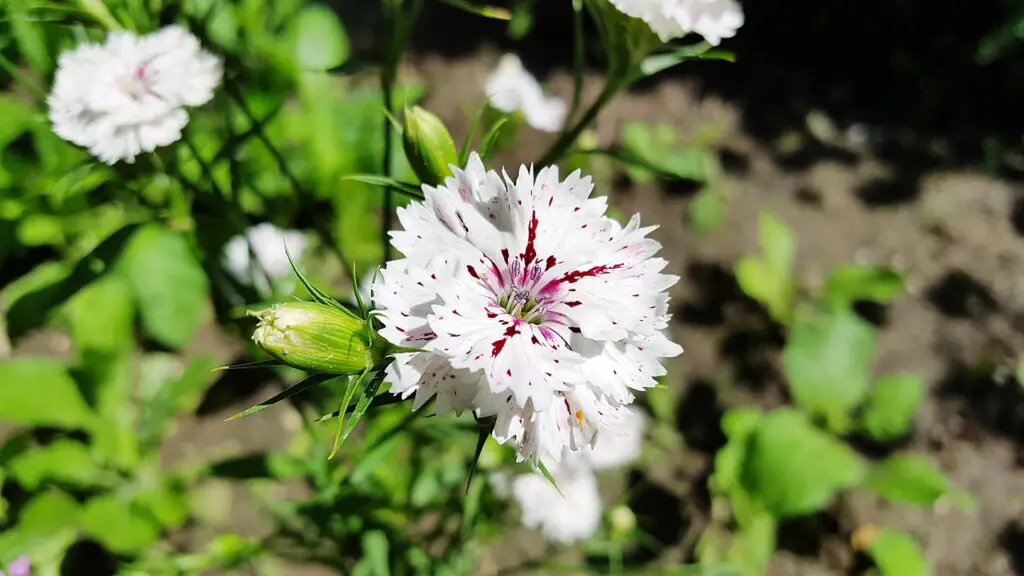 Verzorging van anjers: hoe kweek je prachtige bloemen?