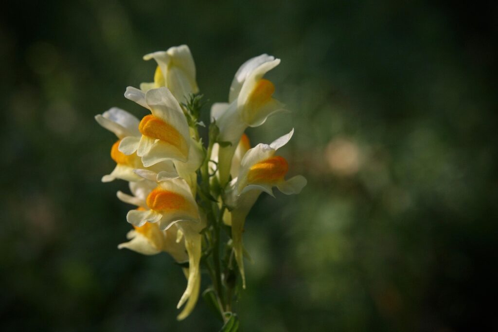 Snapdragon Problems: How to Identify and Solve Them