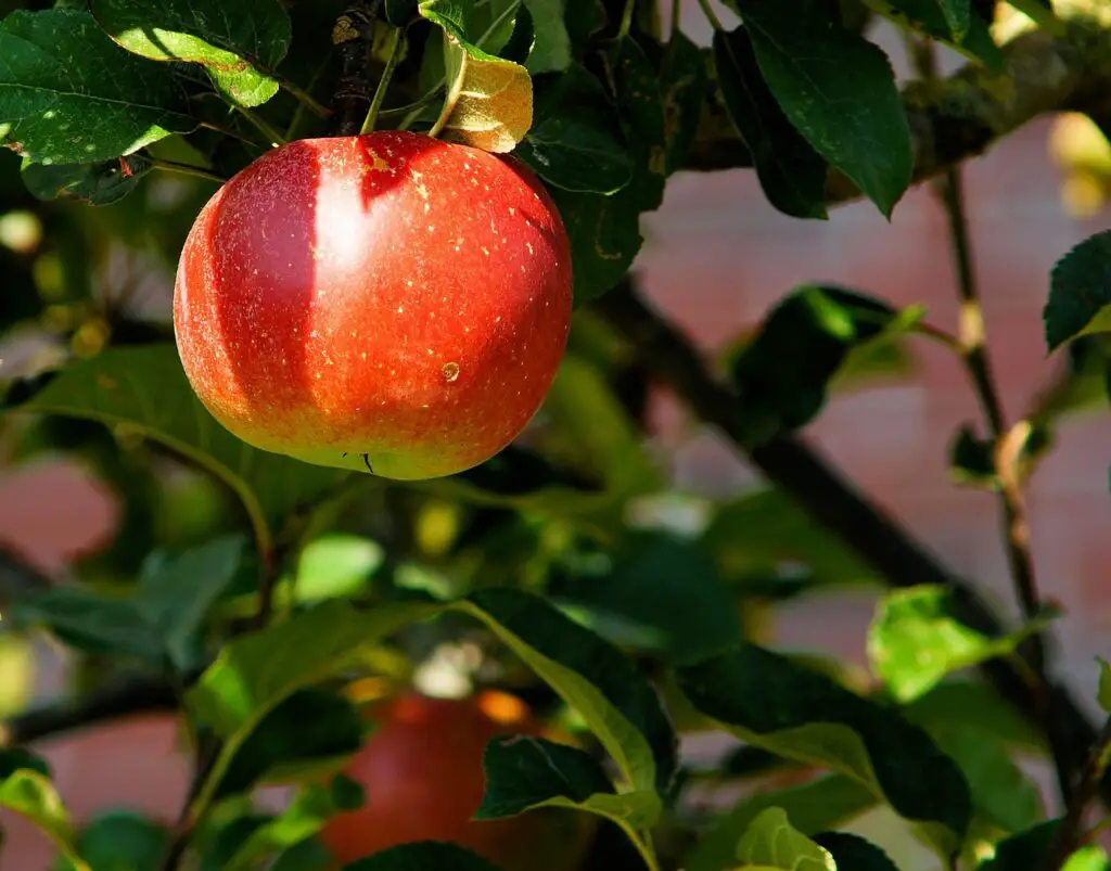 Top Green Apple Varieties and Their Growing Conditions