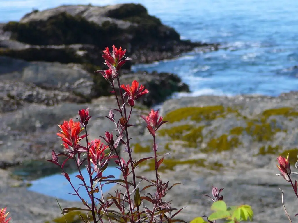 Indian Paintbrush Flowers: How to Grow and Care for Them