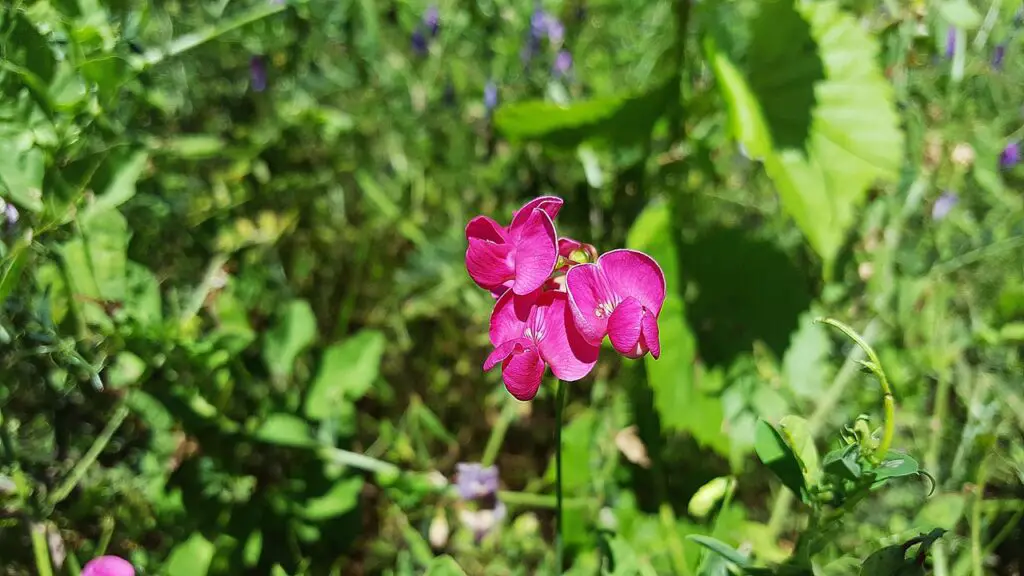 What Are Hermaphroditic Plants? A Guide to Their Features