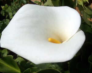 The Ultimate Guide to Calla Lily Meaning and Symbolism