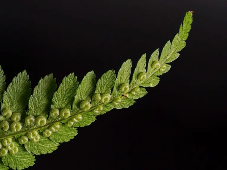 Essential Care Tips for Thriving Tropical Ferns