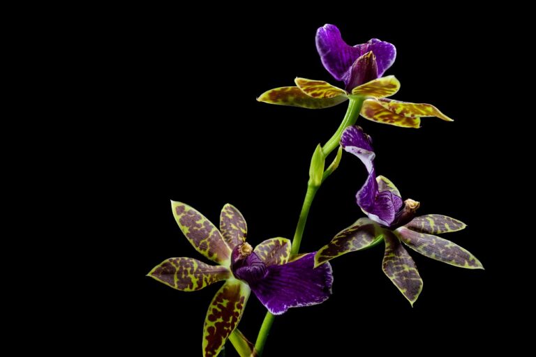 Top 10 Stunning Orchid Varieties for Tropical Plant Lovers