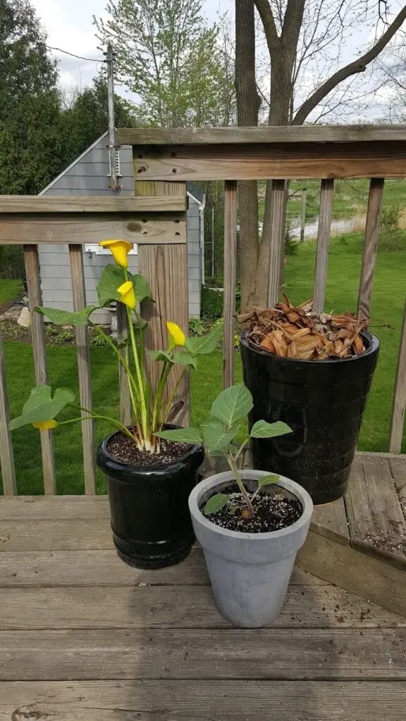 The Ultimate Guide to Planting Calla Lilies in Pots