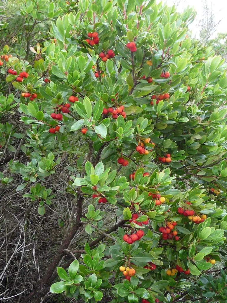 The Ultimate Guide to Strawberry Tree Fruit: Benefits & Uses