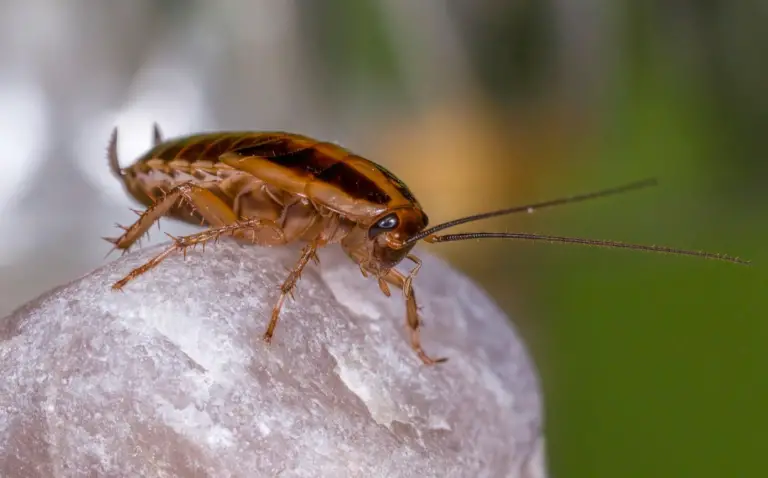 11 Best Pesticides for German Roaches You Need to Know
