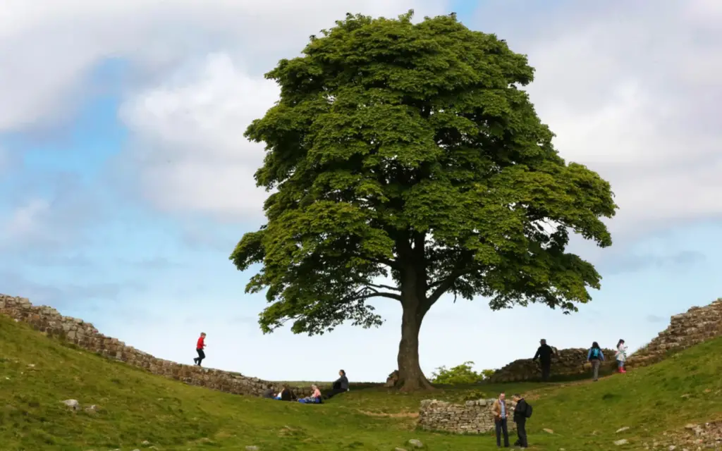 16 Fascinating Sycamore Tree Facts You Need to Know